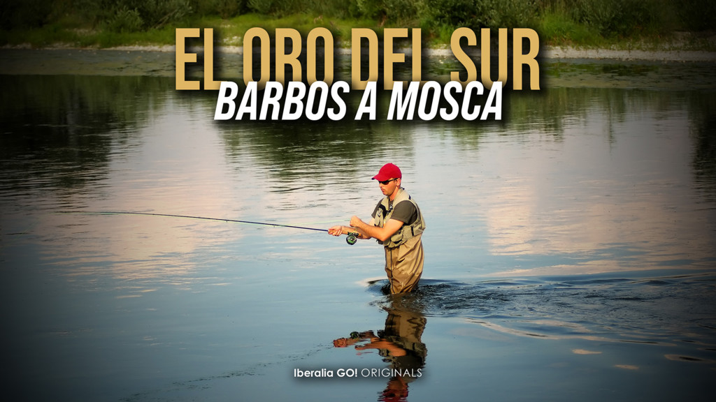 El Oro Del Sur Barbos A Mosca | SincroGuia TV