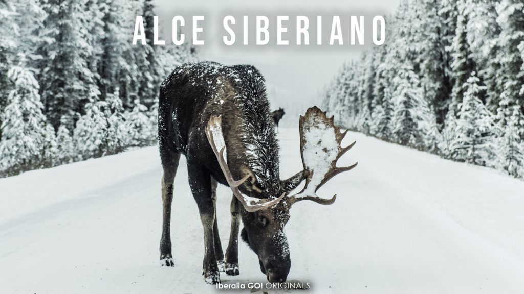 El Alce Siberiano | SincroGuia TV