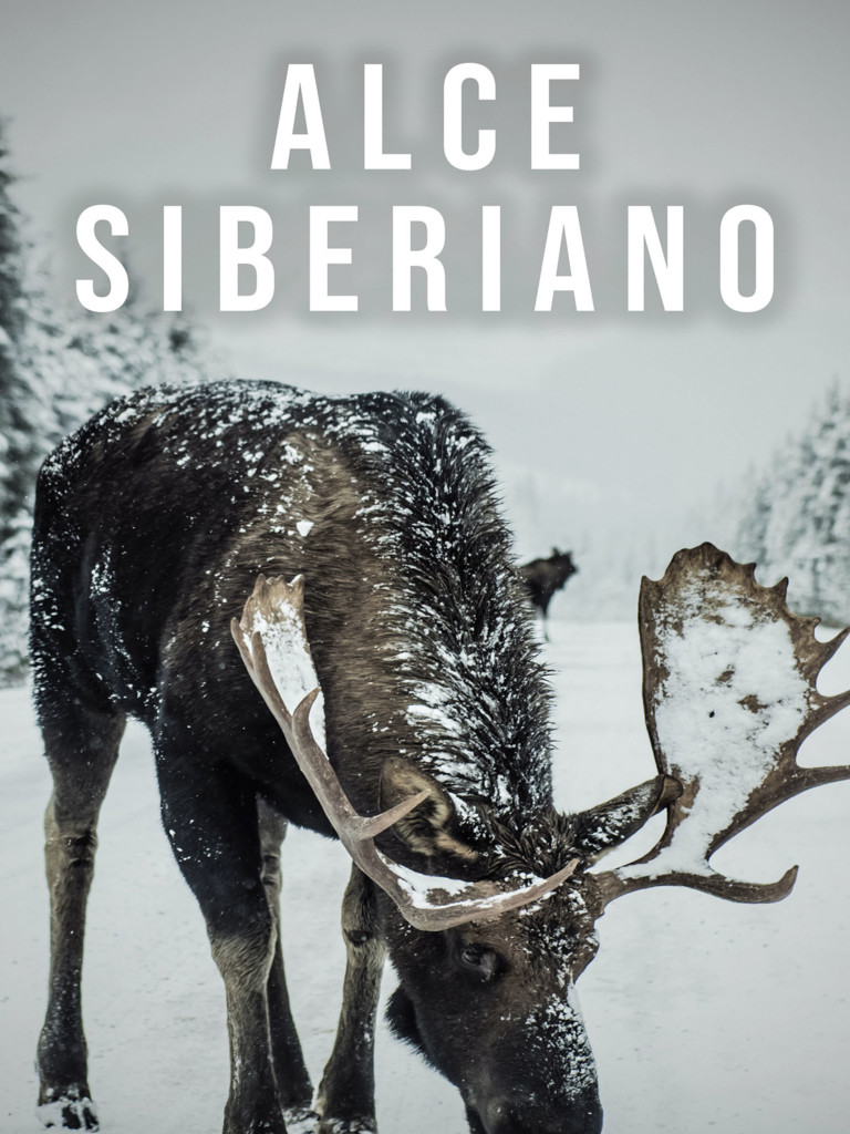 El Alce Siberiano | SincroGuia TV