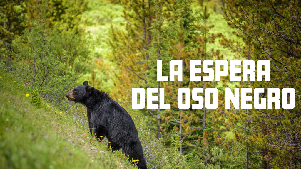 La espera del oso negro | SincroGuia TV