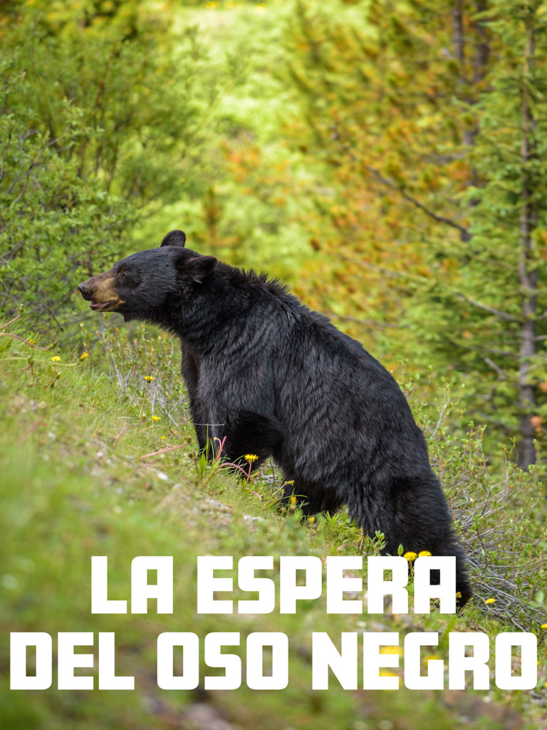 La espera del oso negro | SincroGuia TV