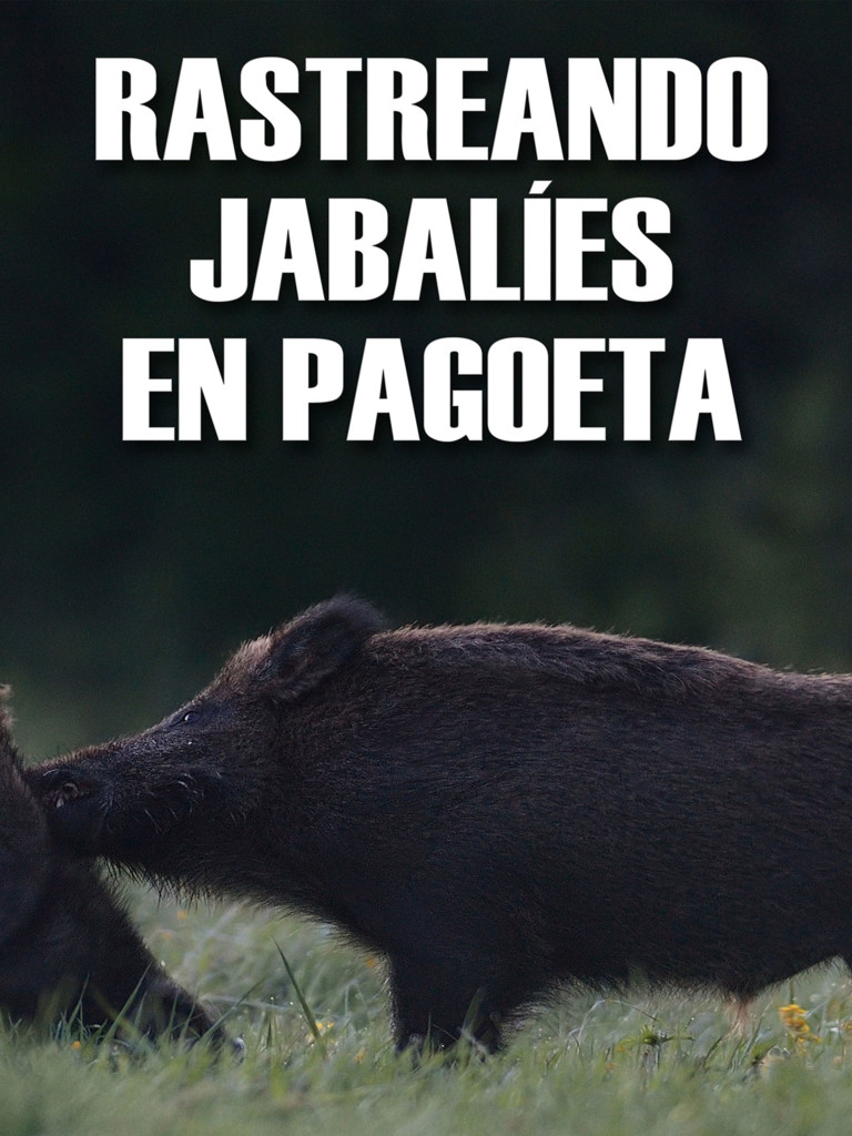 Rastreando jabalíes en Pagoeta | SincroGuia TV