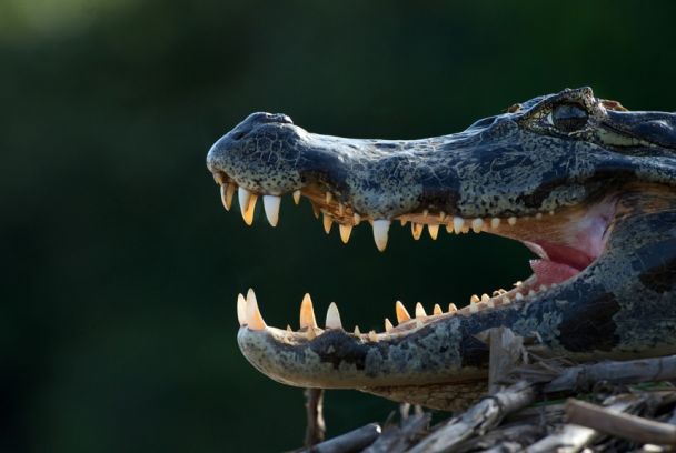 20 animales letales | SincroGuia TV