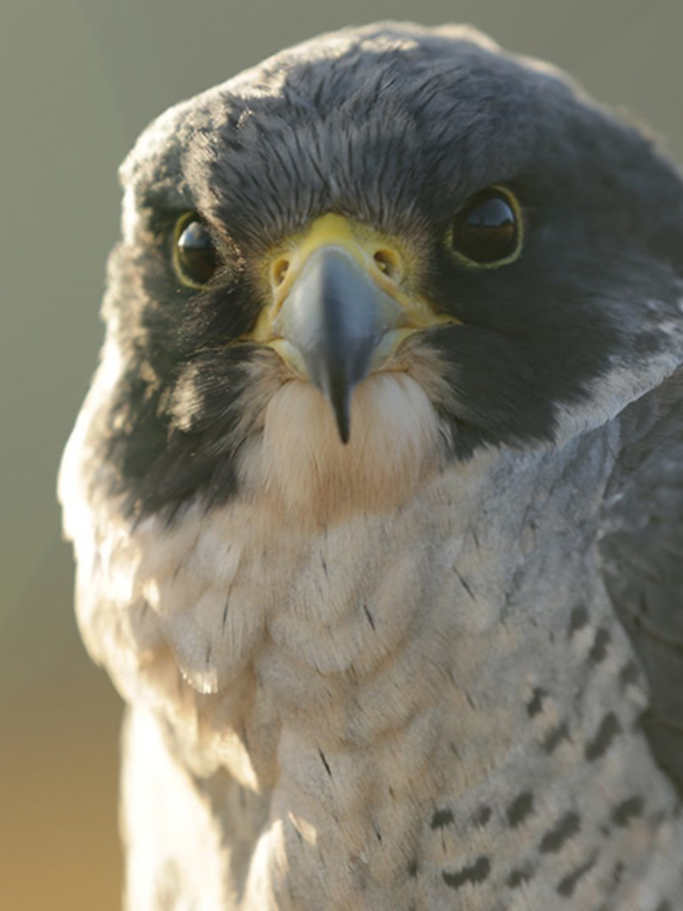 El halcón hiperveloz | SincroGuia TV