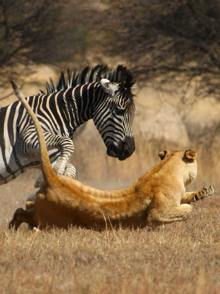 El parque de los depredadores | SincroGuia TV