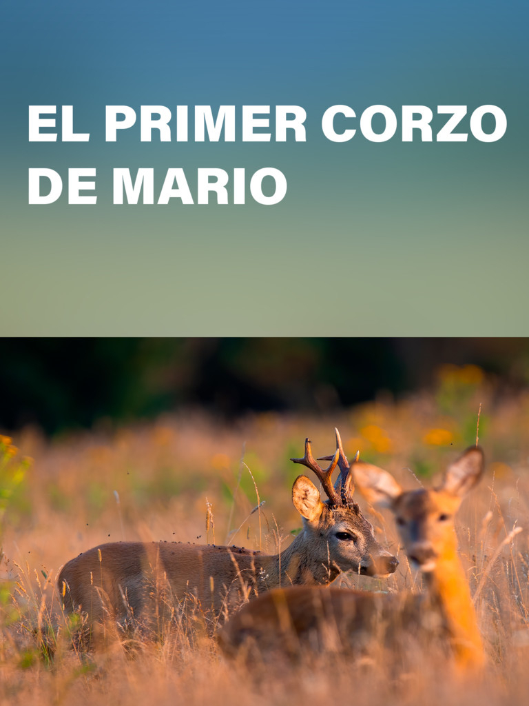 El primer corzo de Mario | SincroGuia TV