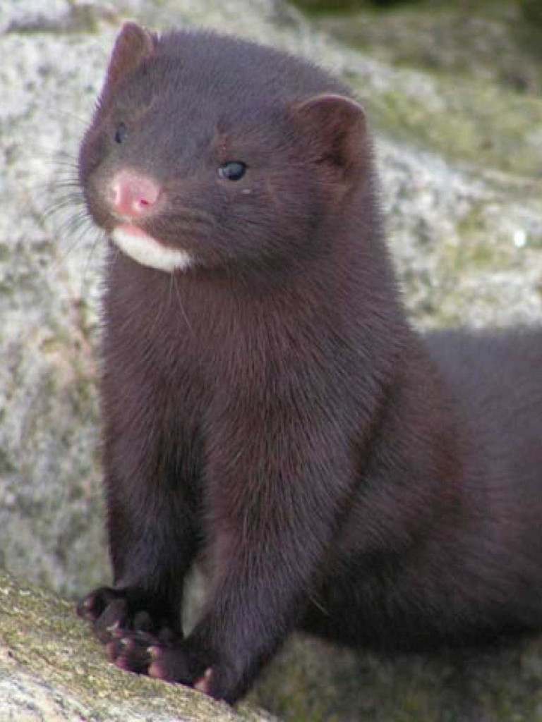 Invasores. Fauna invasora | SincroGuia TV