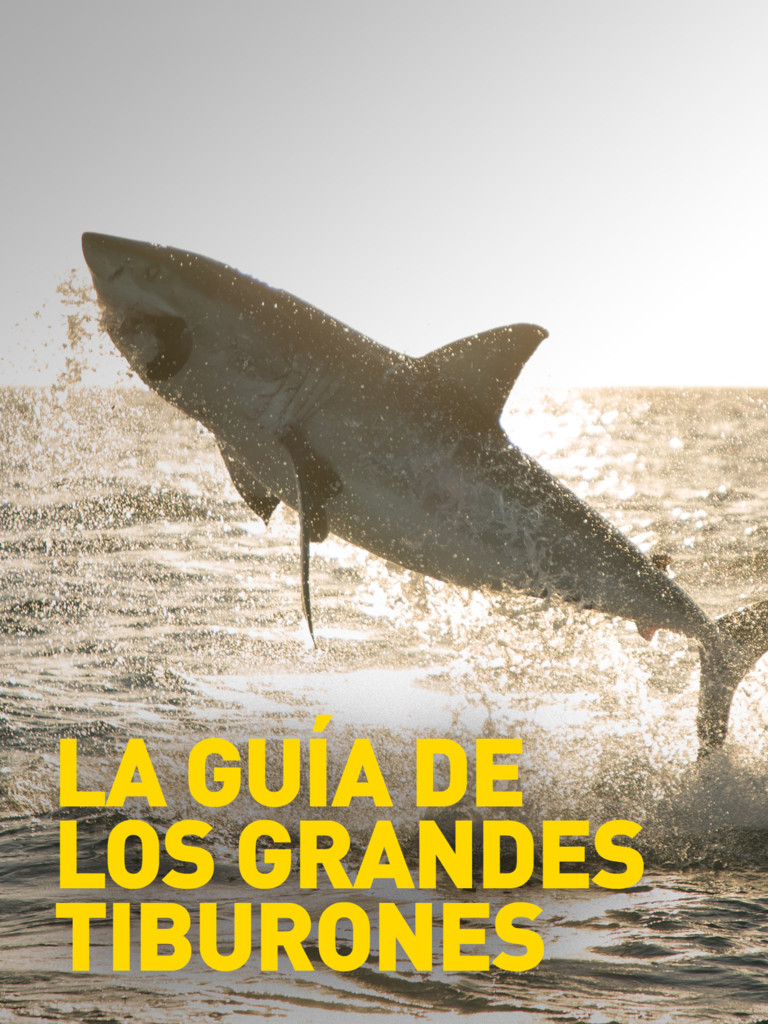 La guía de los grandes tiburones | SincroGuia TV