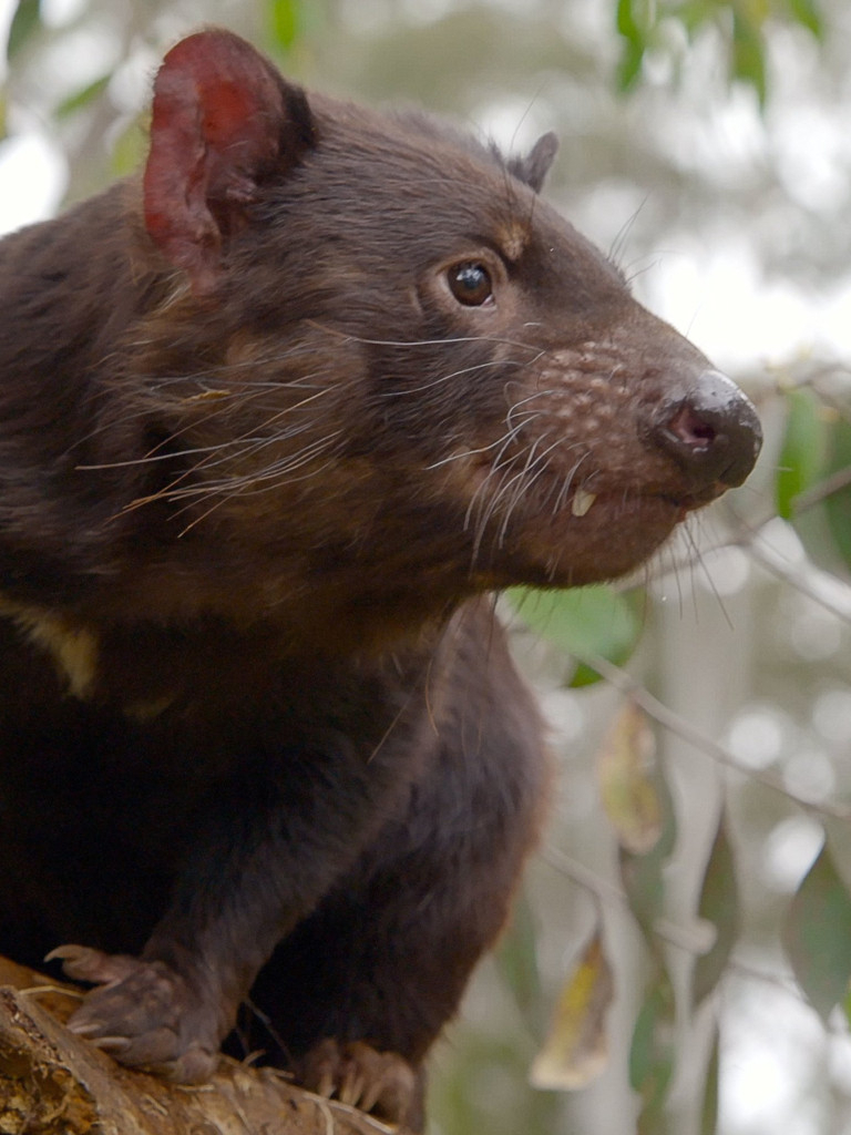 Un demonio en la Tierra - La vida secreta del demonio de Tasmania - T1 ...