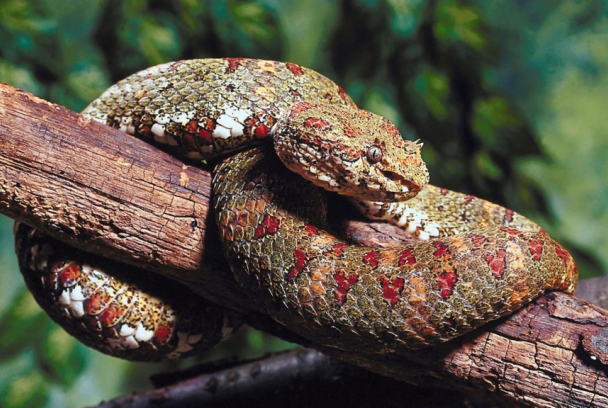 Las serpientes más peligrosas del mundo | SincroGuia TV