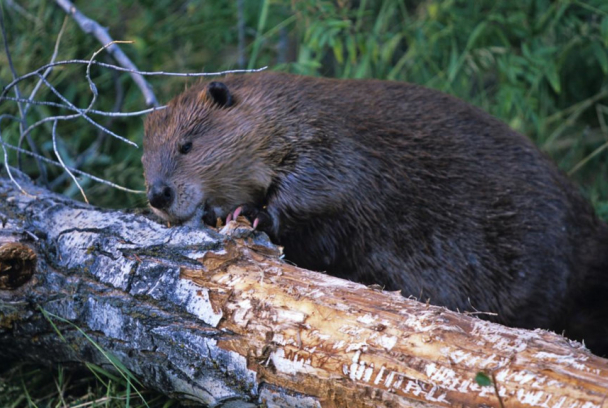 Los diques de los castores | SincroGuia TV