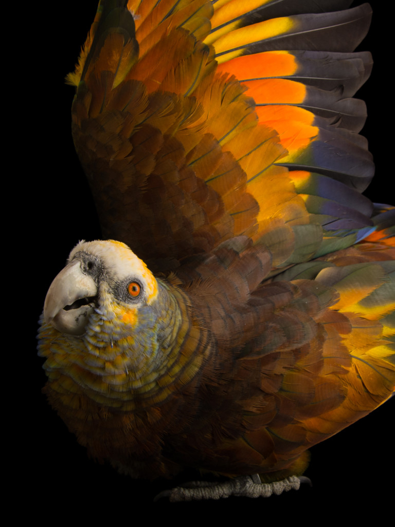 Episodio 1 - Photo Ark - T1 Ep 1 | SincroGuia TV