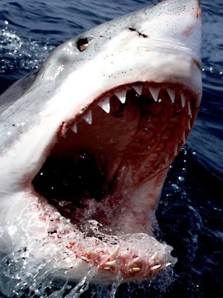 Tiburón | SincroGuia TV