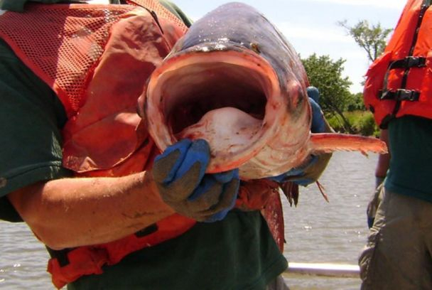 ¡Han picado! (Programa de TV) | SincroGuia TV